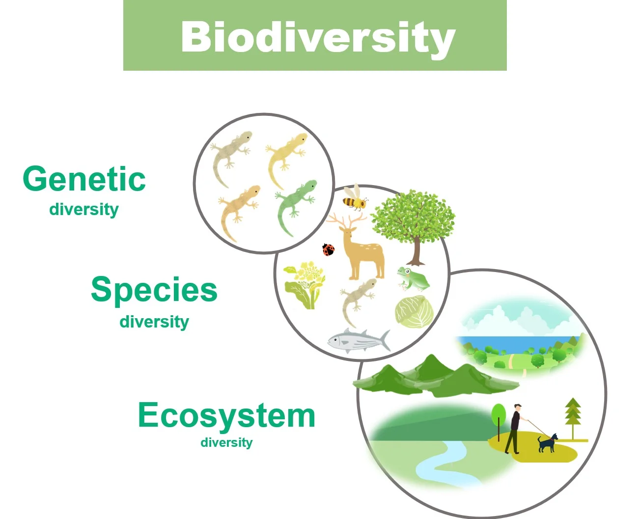 Biodiversity Conservation Explained: A Comprehensive 2030 UN Framework ...